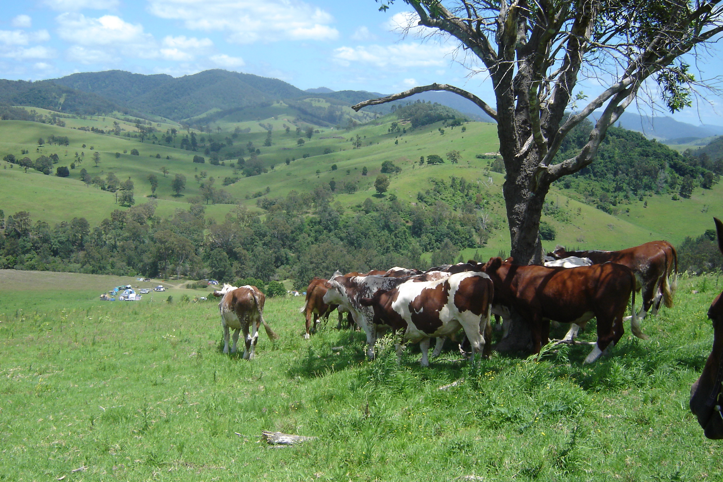 Gallery | Cundle Flat Farm Riverside Camping Holidays Manning River NSW ...